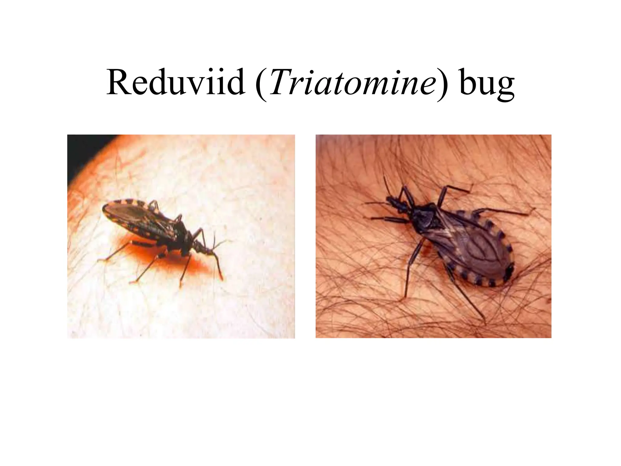 Blood parasites (1).ppt parasitology zoology | PPT