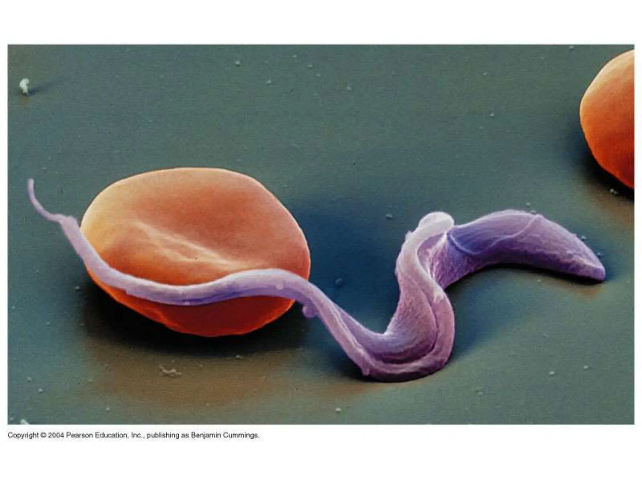 Blood parasites (1).ppt parasitology zoology | PPT