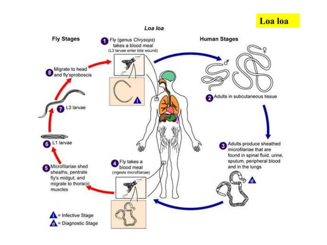 Blood parasites (1).ppt parasitology zoology | PPT