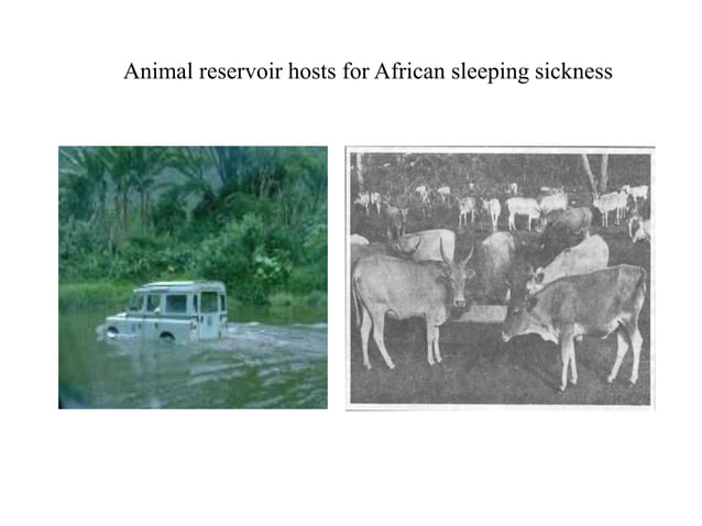 Blood parasites (1).ppt parasitology zoology | PPT