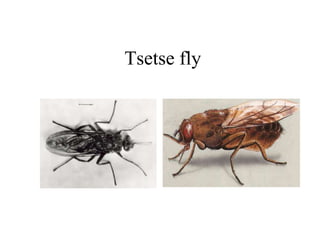 Blood parasites (1).ppt parasitology zoology | PPT