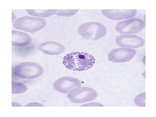 Different Types Of The blood parasites 2.ppt