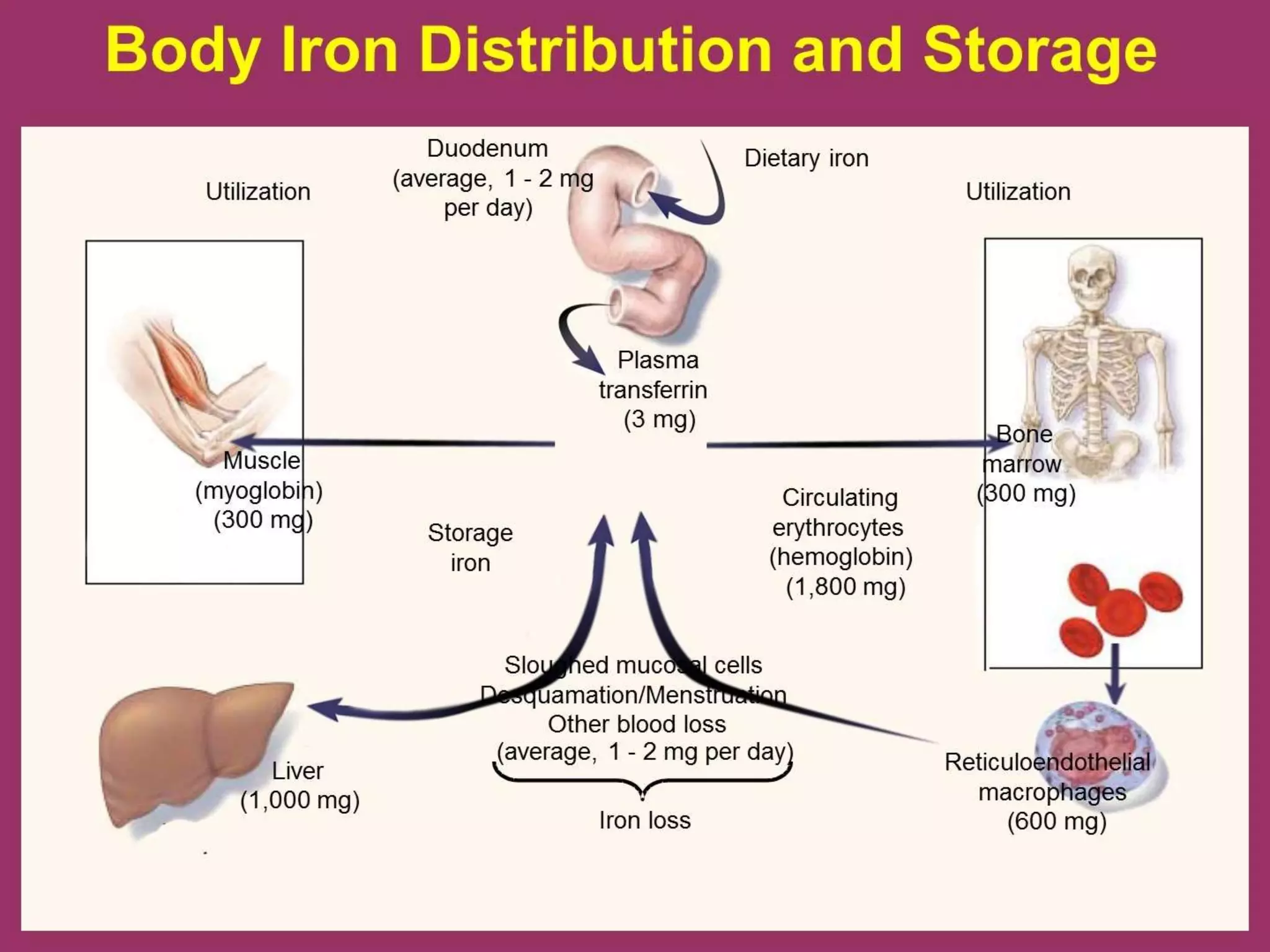 Blood pathophysiology | PPTX