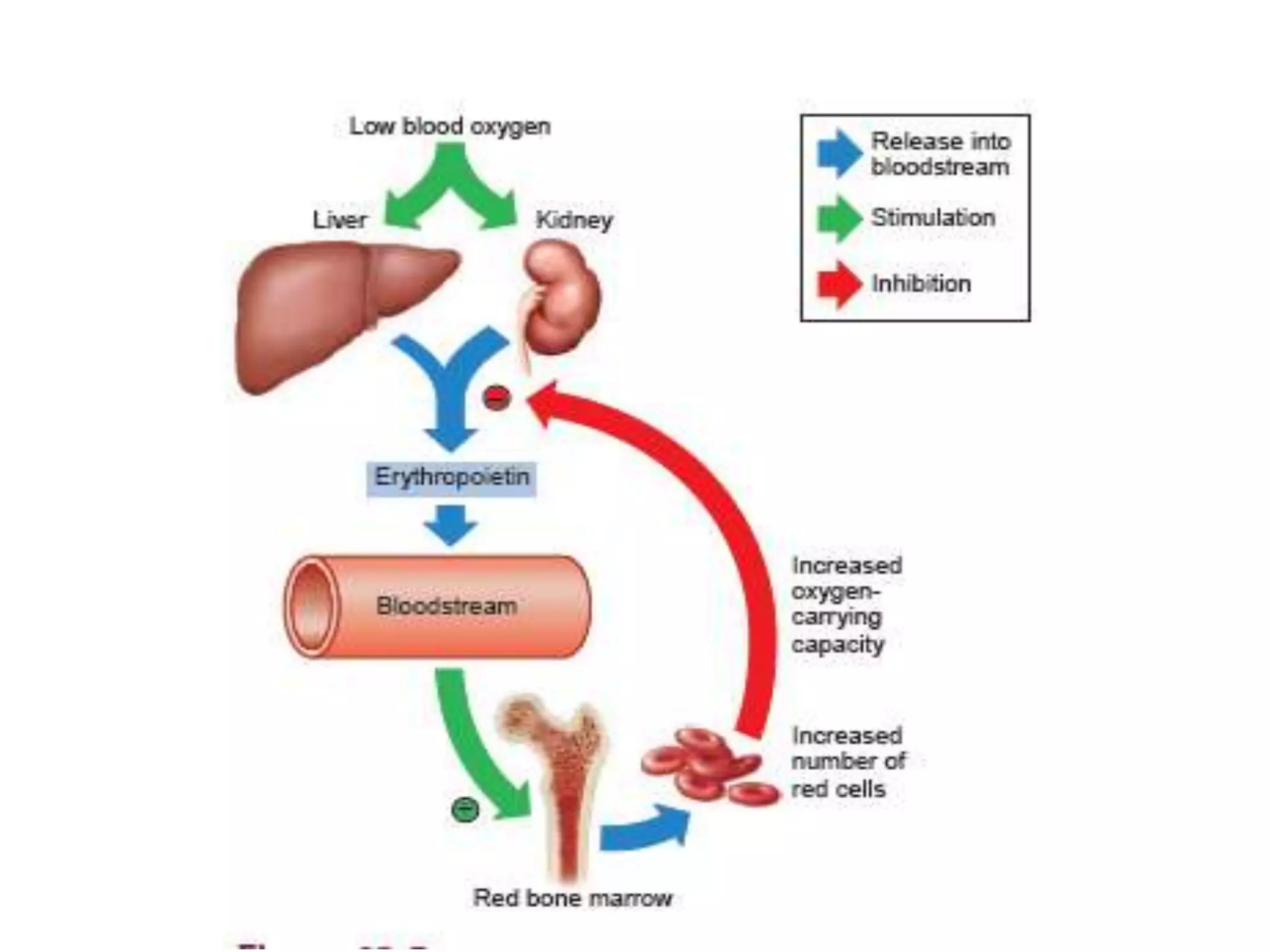 Blood physiology | PPT