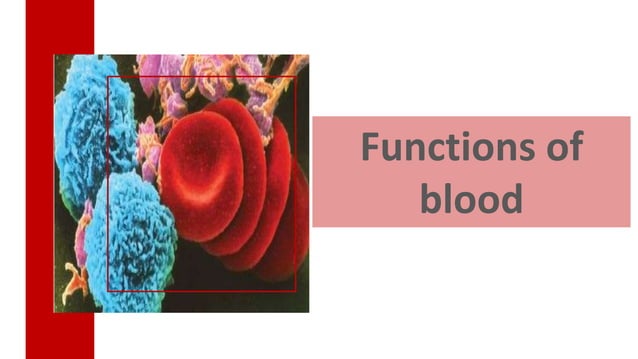 Blood physiology | PPT