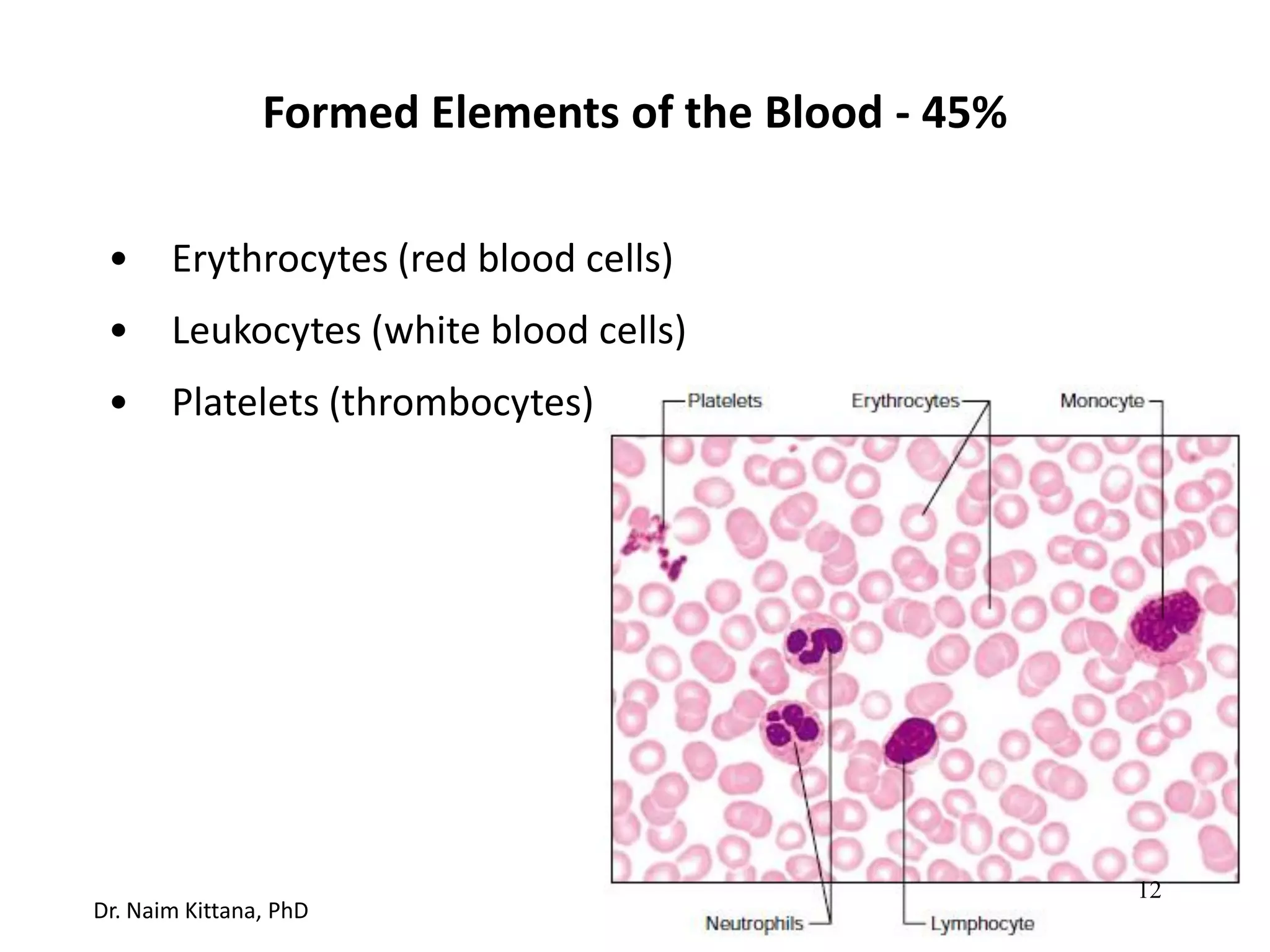 Blood physiology.pdf