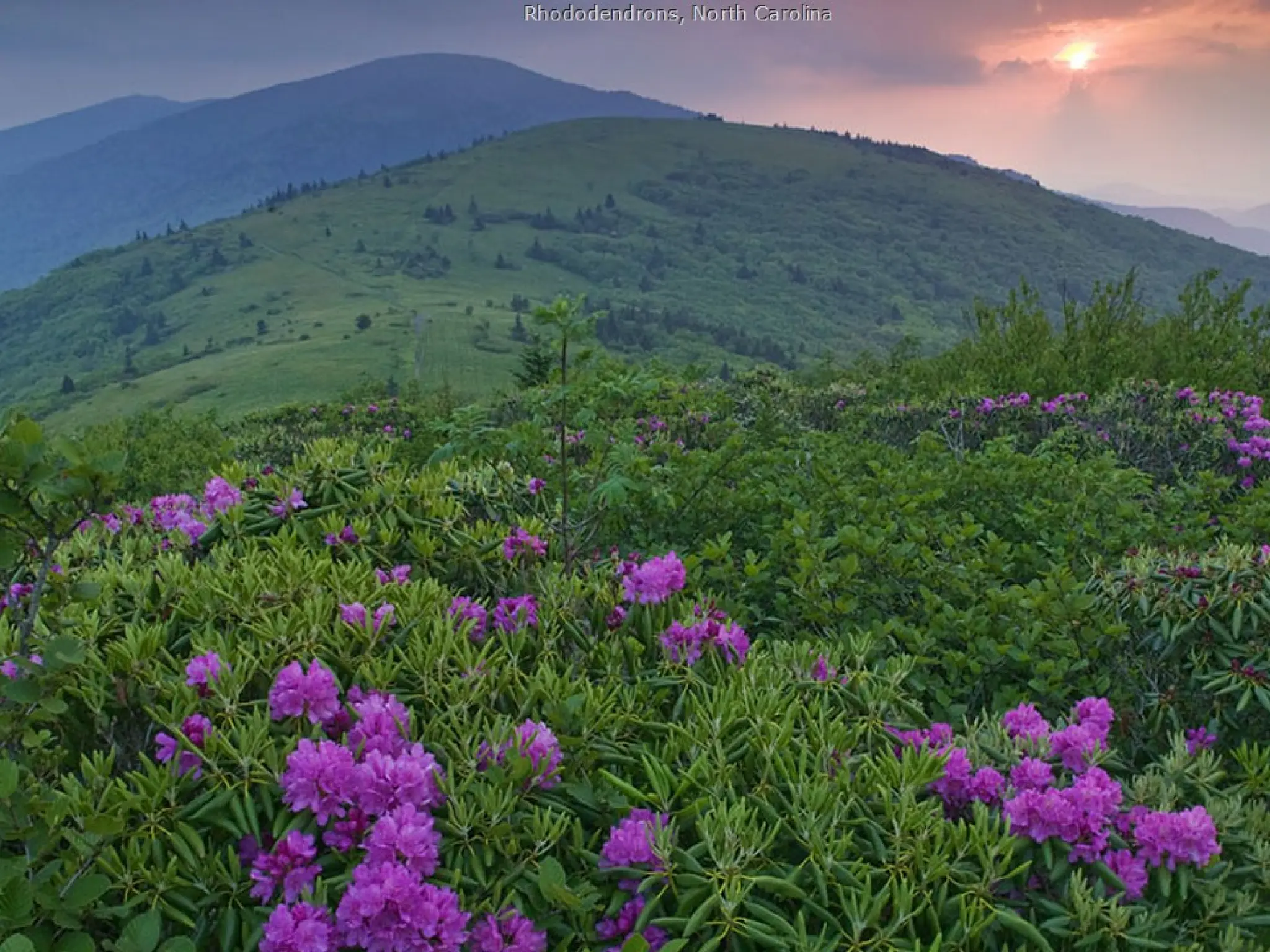 BLOOD PHYSIOLOGY white blood cells red blood cells | PPT