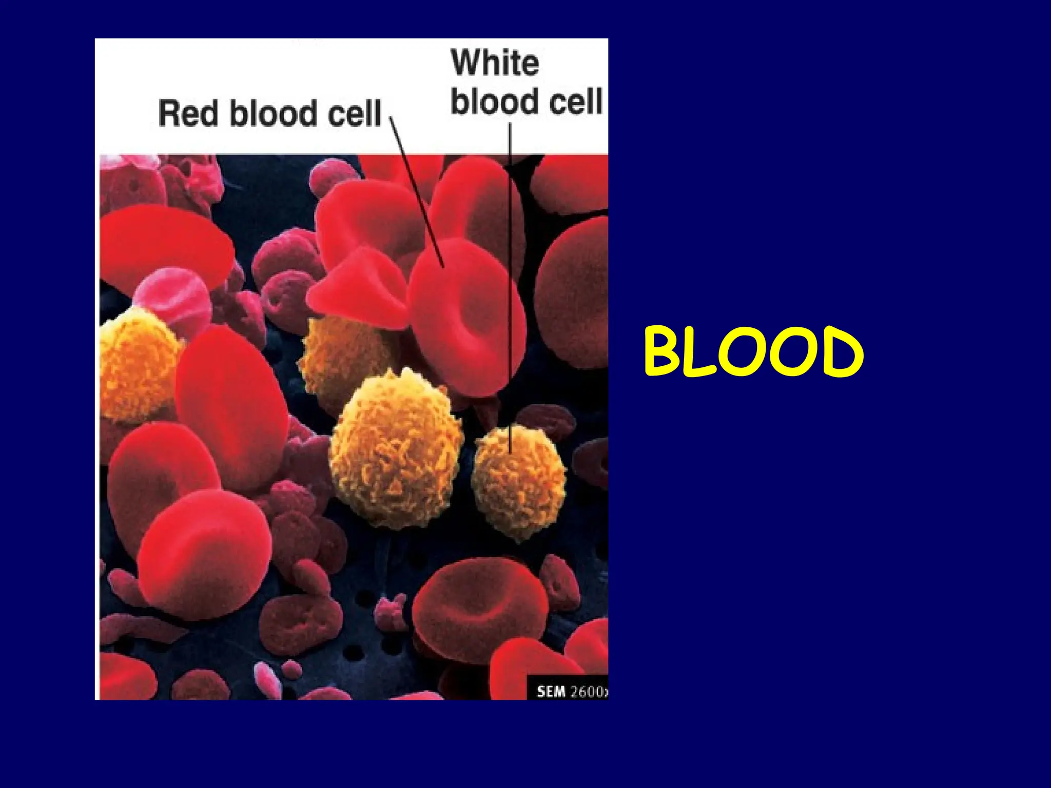 BLOOD PHYSIOLOGY white blood cells red blood cells | PPT