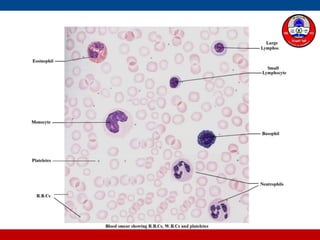 Blood physiology: Part II | PDF