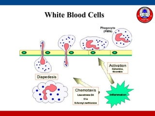 Blood physiology: Part II | PDF