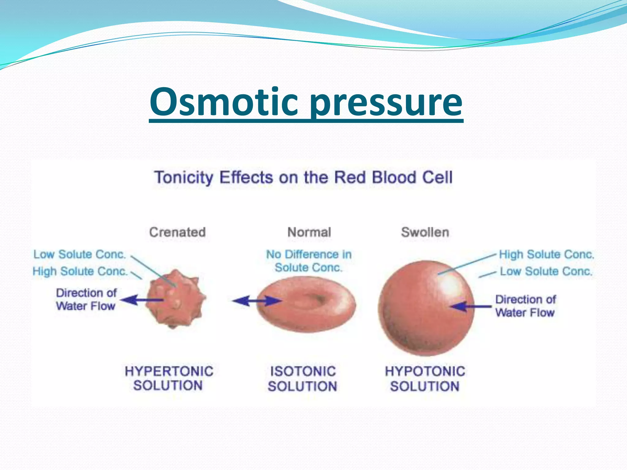 Blood Physiology - Ppt | PPTX