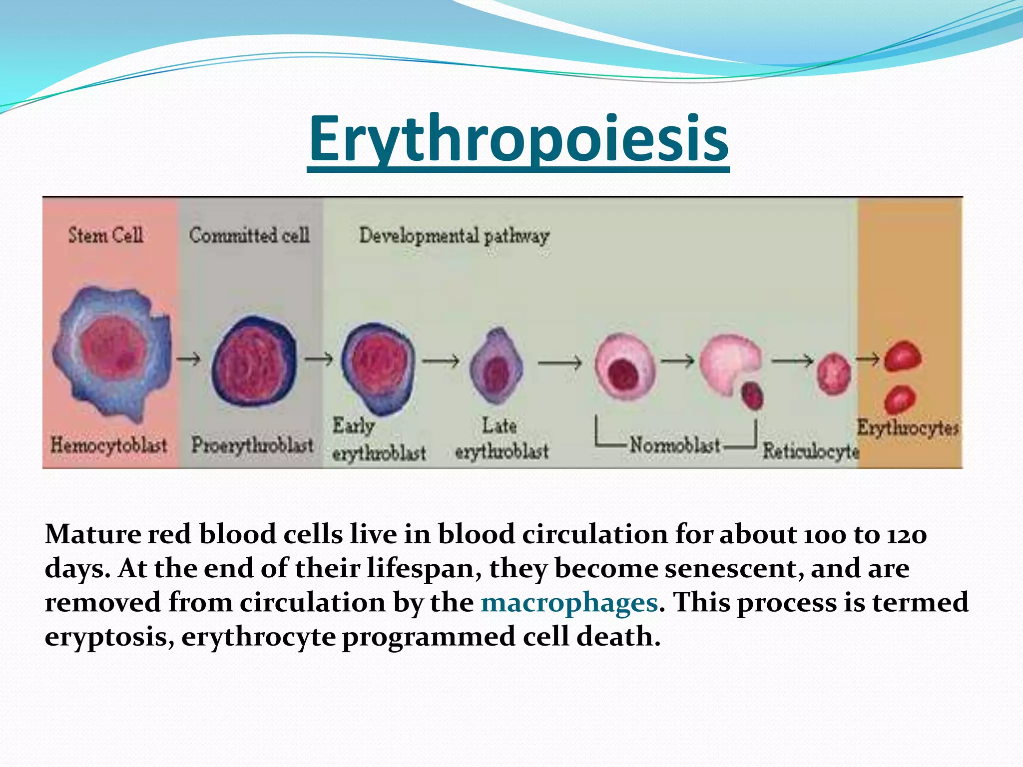 Blood Physiology - Ppt | PPTX