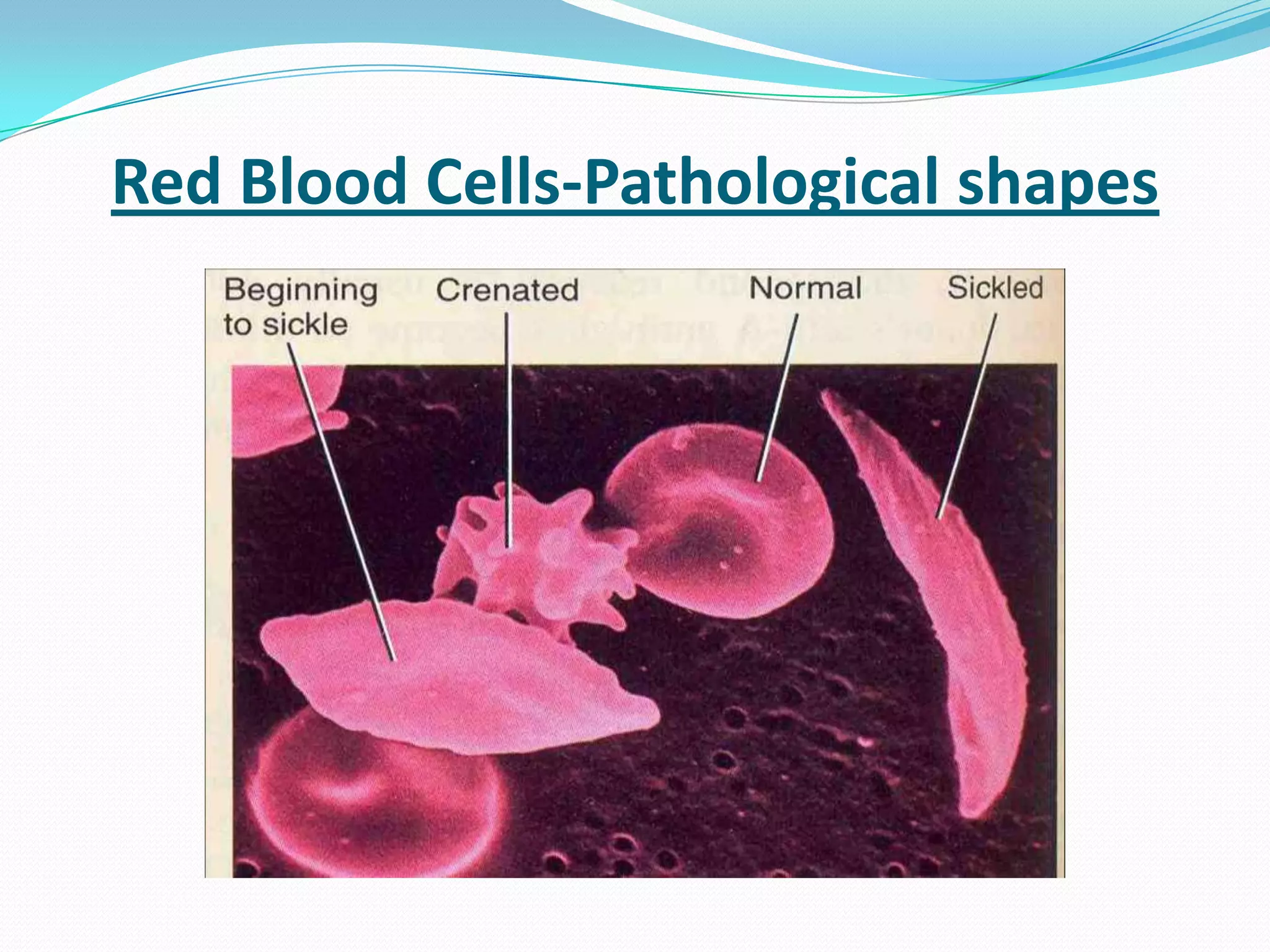 Blood Physiology - Ppt | PPTX