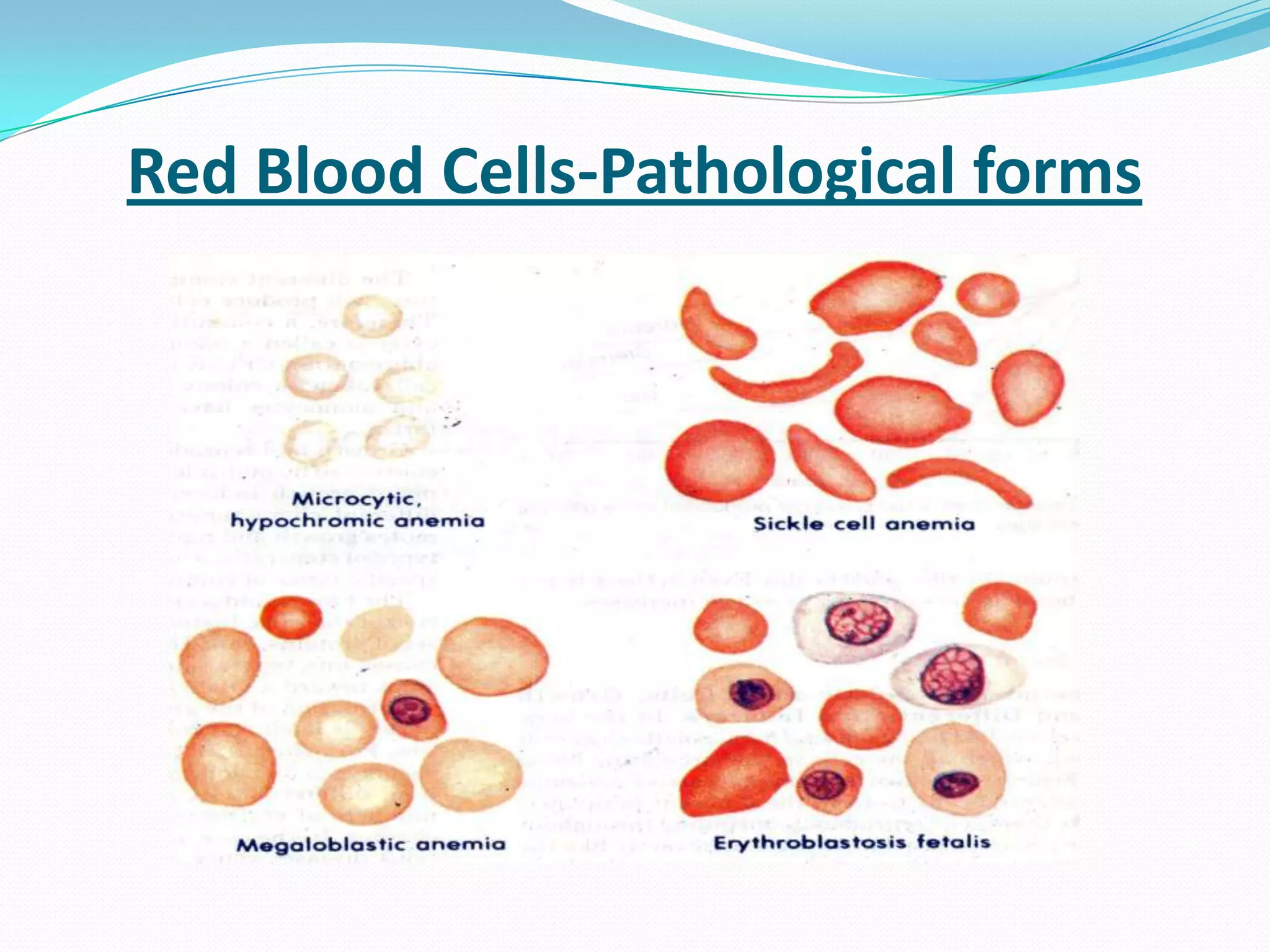 Blood Physiology - Ppt | PPTX