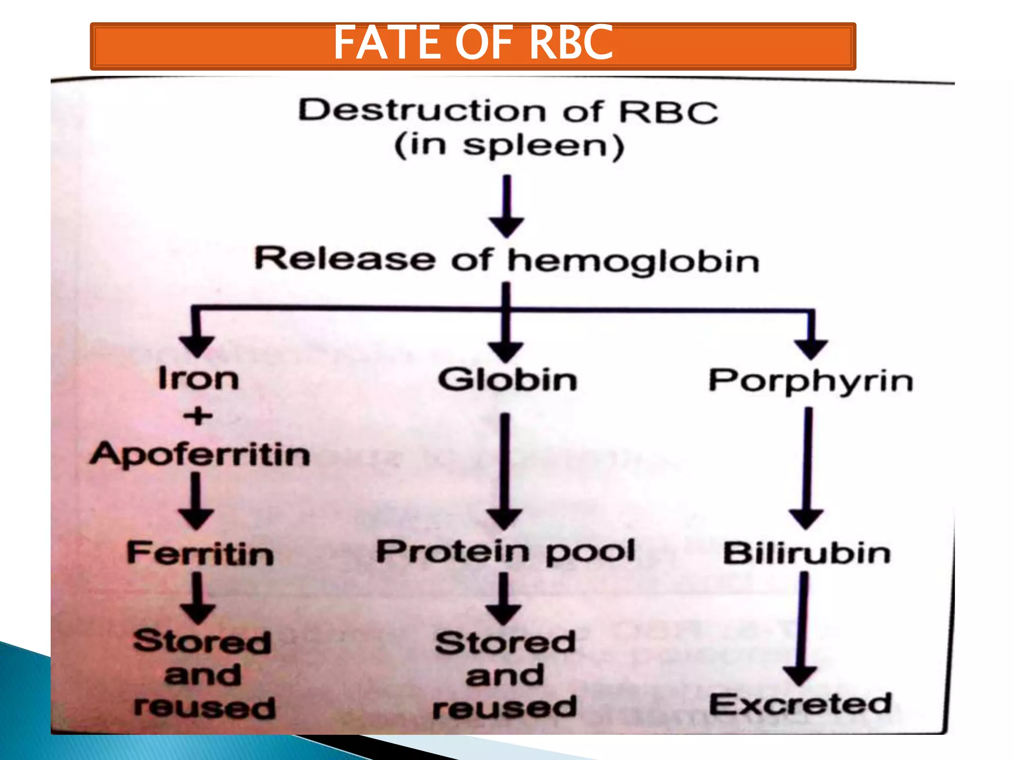 Blood, composition, rbc ,wbc ,platelets ,physiology, disorders,blood ...