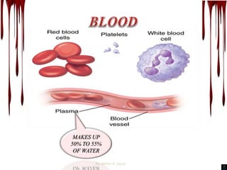 Blood | PPTX