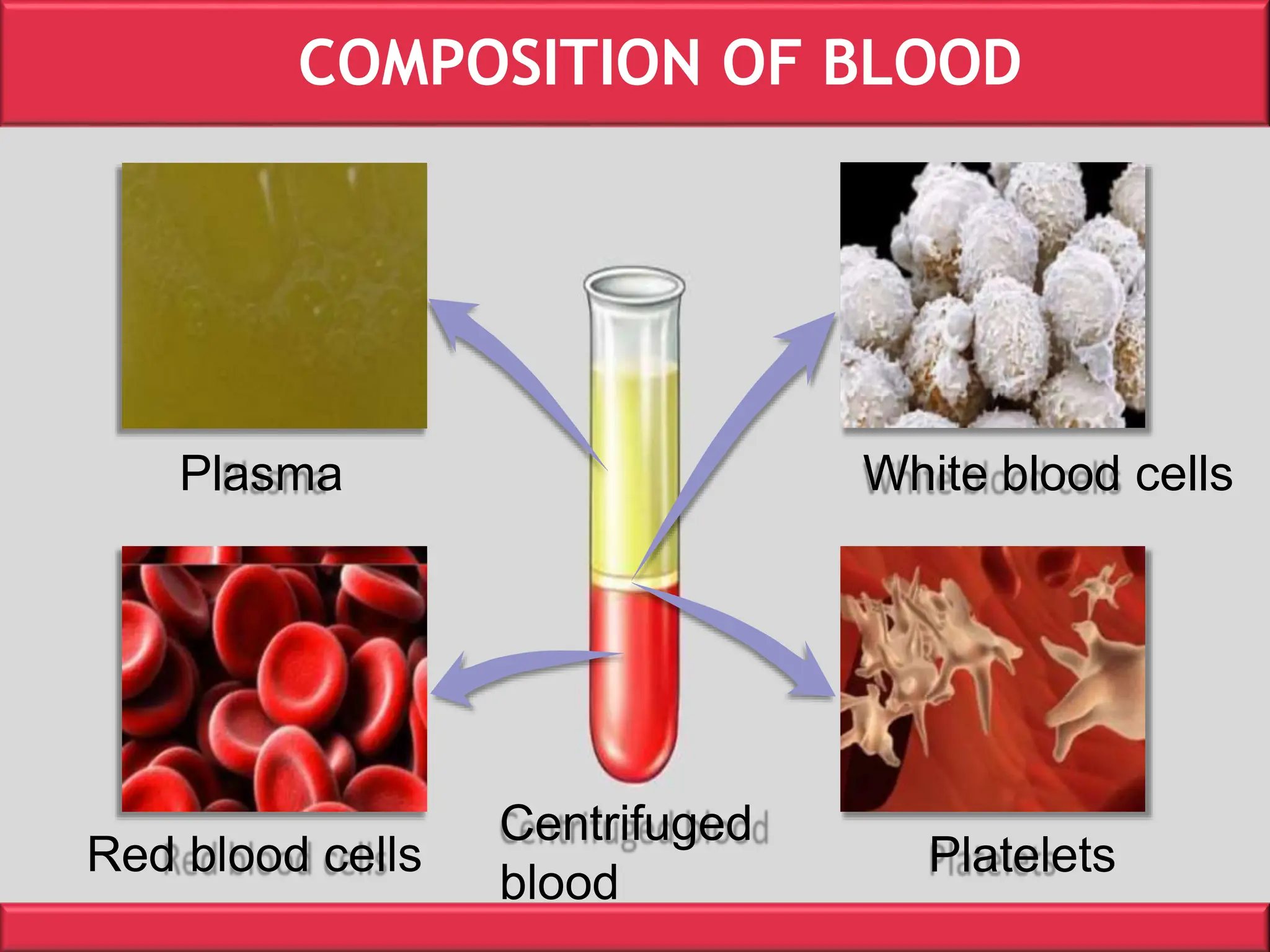 Blood is a special type of fluid made up of connective tissue. The ...