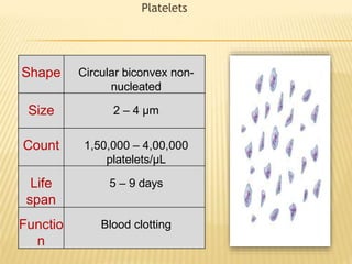 Blood is a special type of fluid made up of connective tissue. The ...
