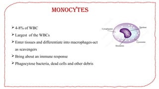 physiology of Blood and erythropoiesis and detail about white blood ...