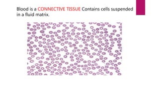 What is blood? | PPTX