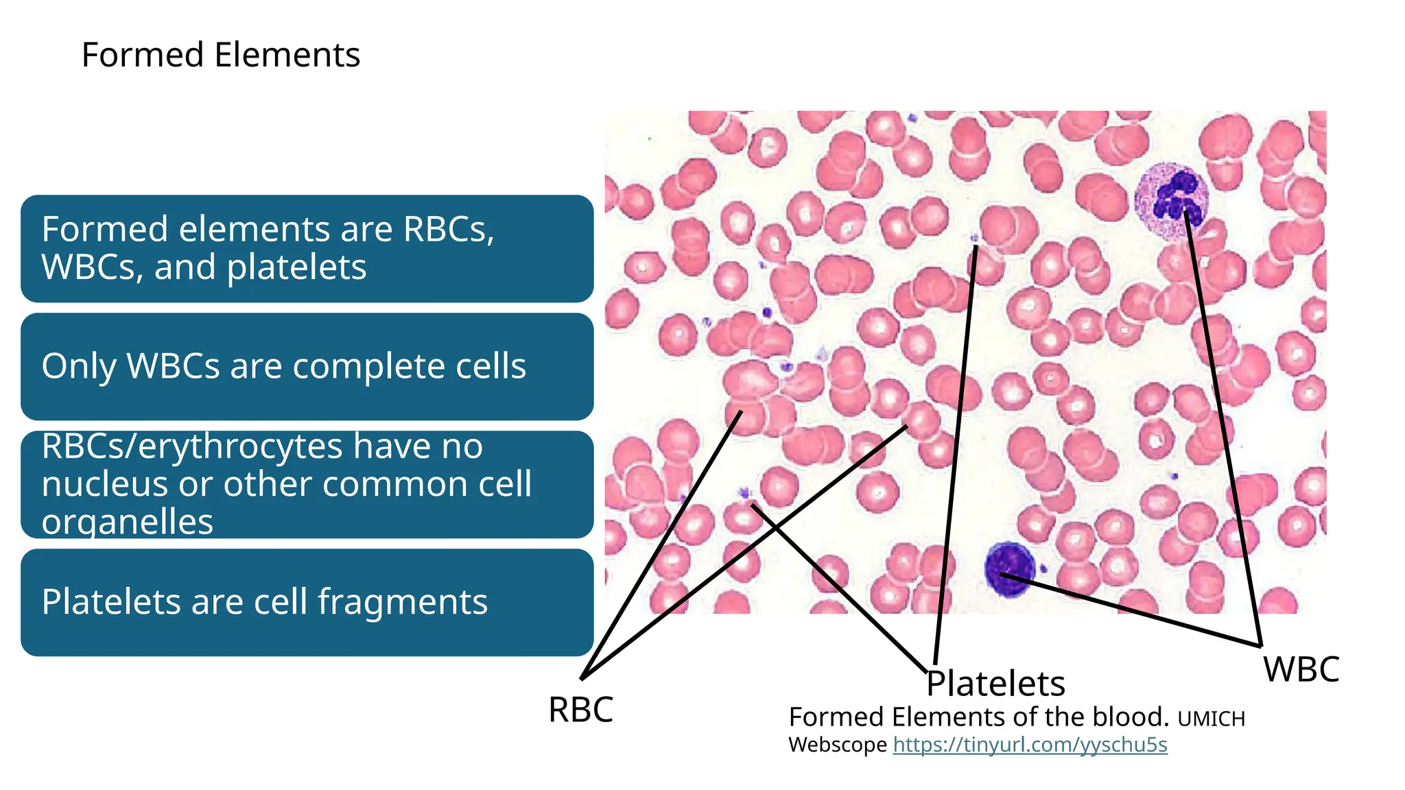 Blood Presentation physiology 1 (2).pptx