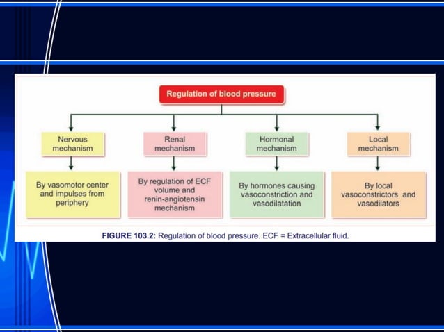 Blood pressure and regulation | PDF