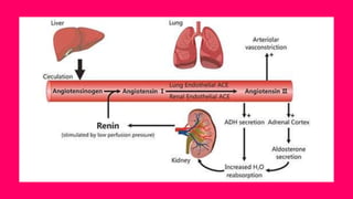 BLOOD PRESSURE AND REGULATION (RAAS).pptx