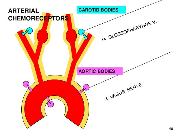 Blood pressure regulation 2013