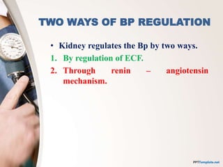 Blood pressure regulation renal mechanism | PPTX