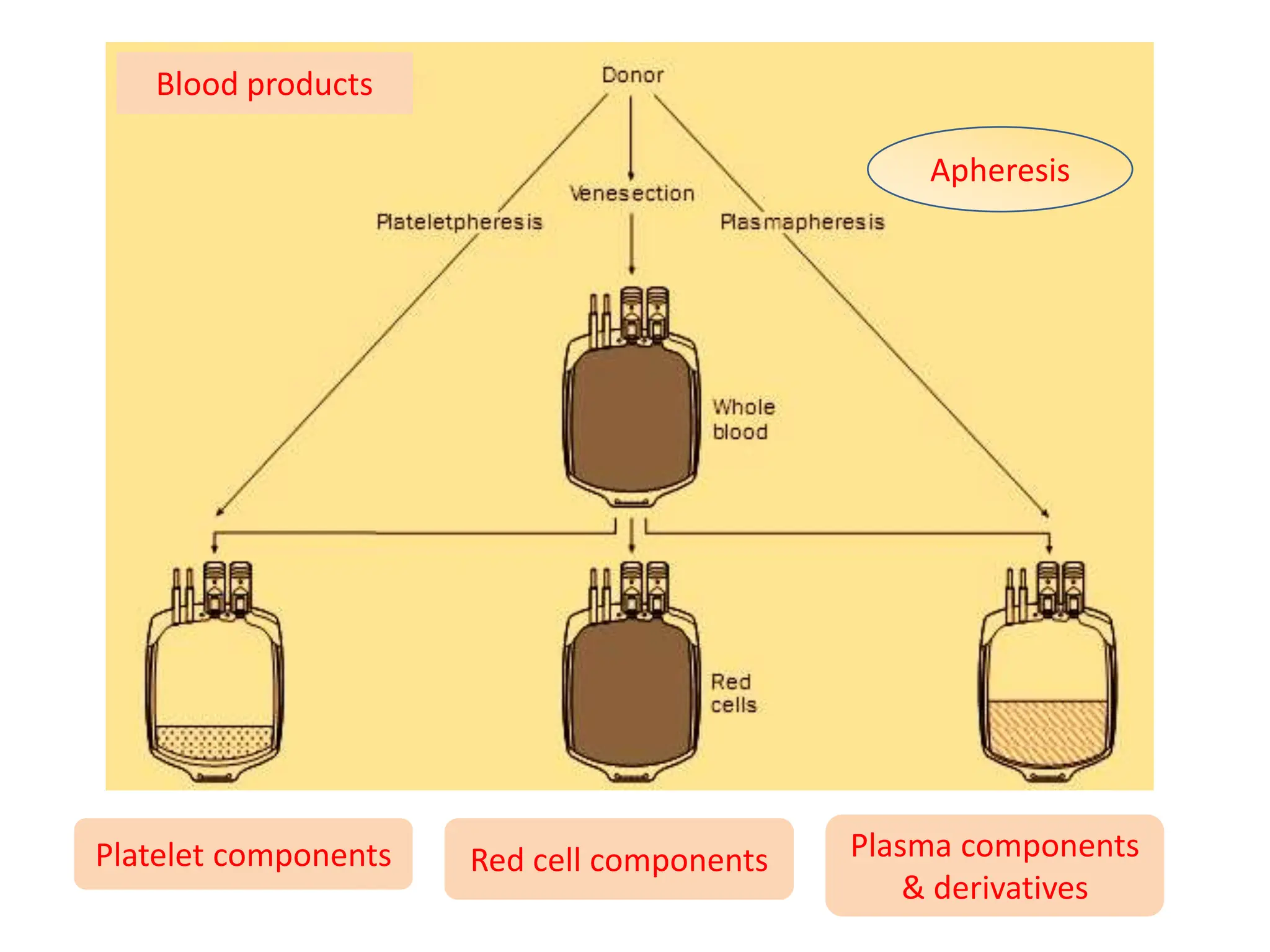 Blood Products & Transfusion, Nutrtion in surgery, Water & electrolyte ...