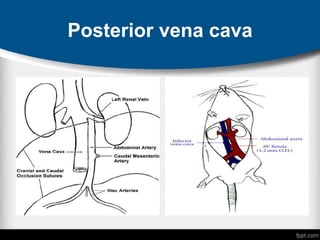 Blood Sample Collection Method.ppt