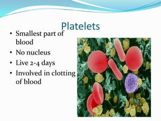 composition of blood | PPTX