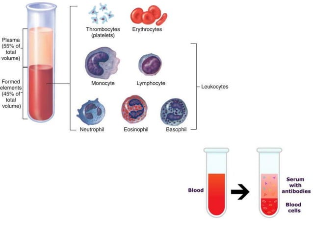 Blood Groups | PPTX