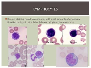 Blood smear evaluation | PPT