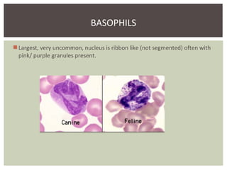 Blood smear evaluation | PPT