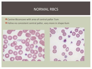 Blood smear evaluation | PPT