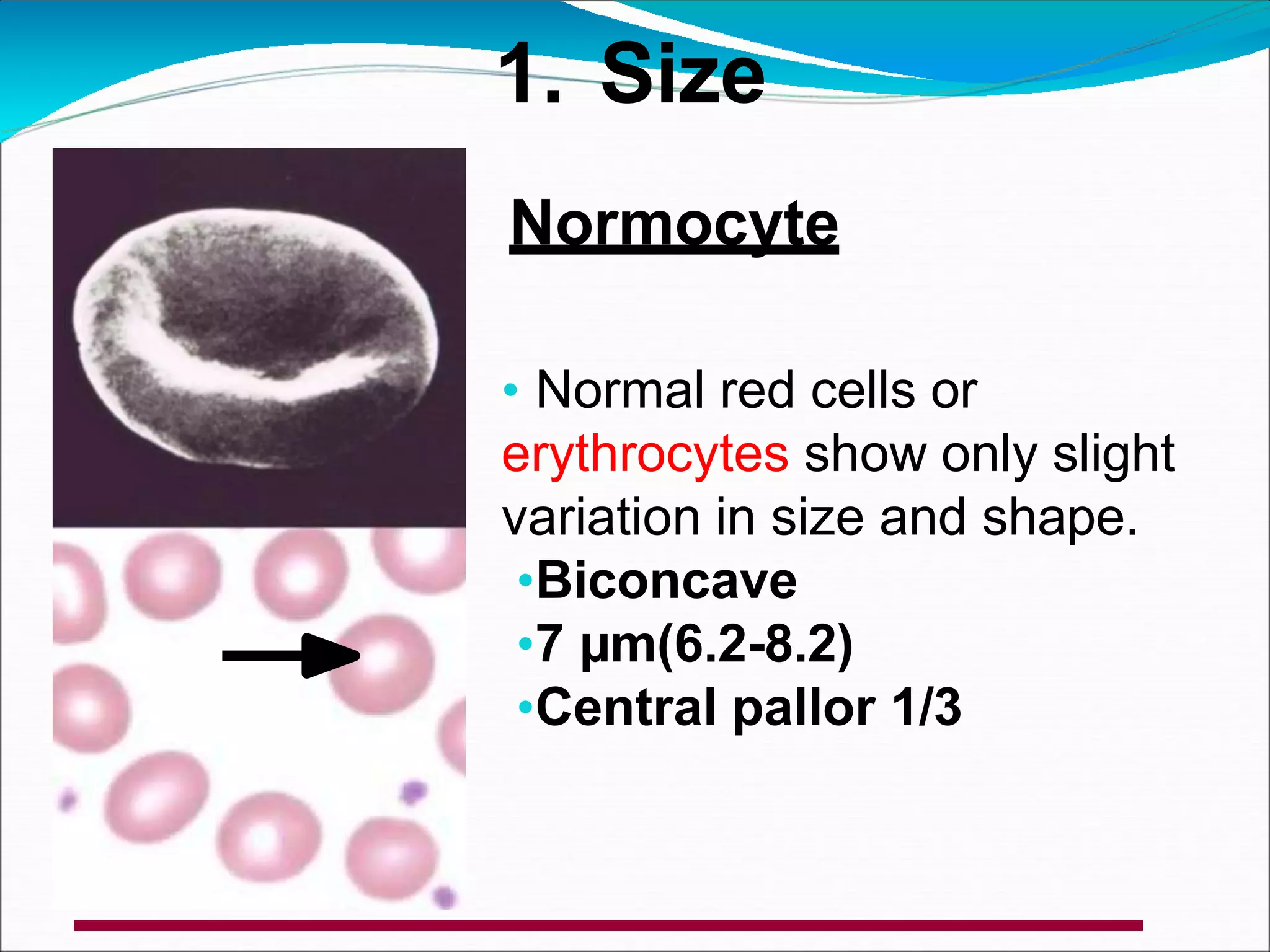 Blood smear examination 15.ppt.pptx