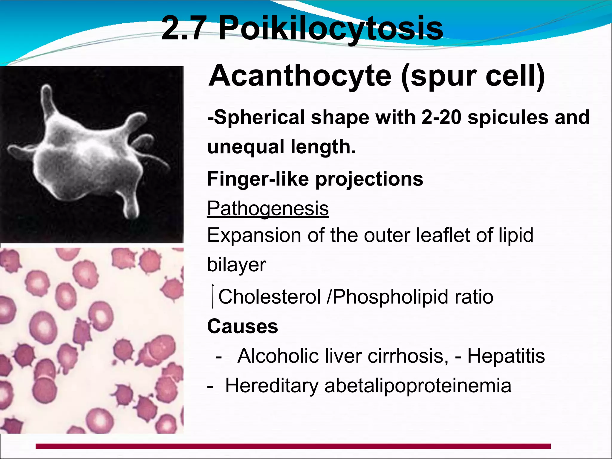 Blood smear examination 15.ppt.pptx