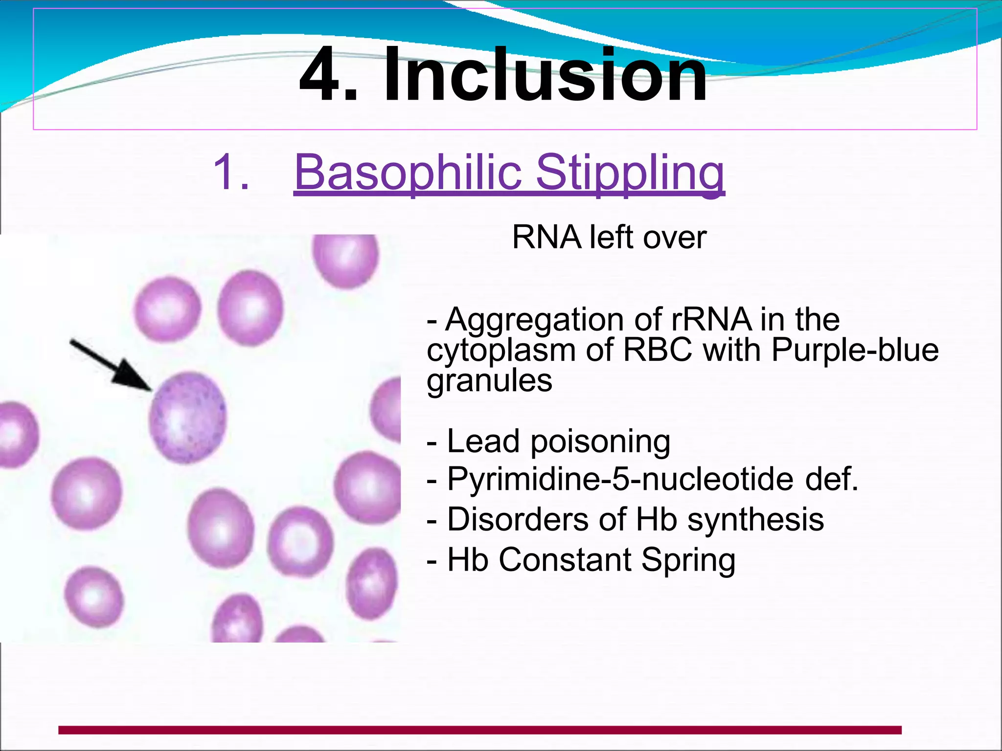 Blood smear examination 15.ppt.pptx
