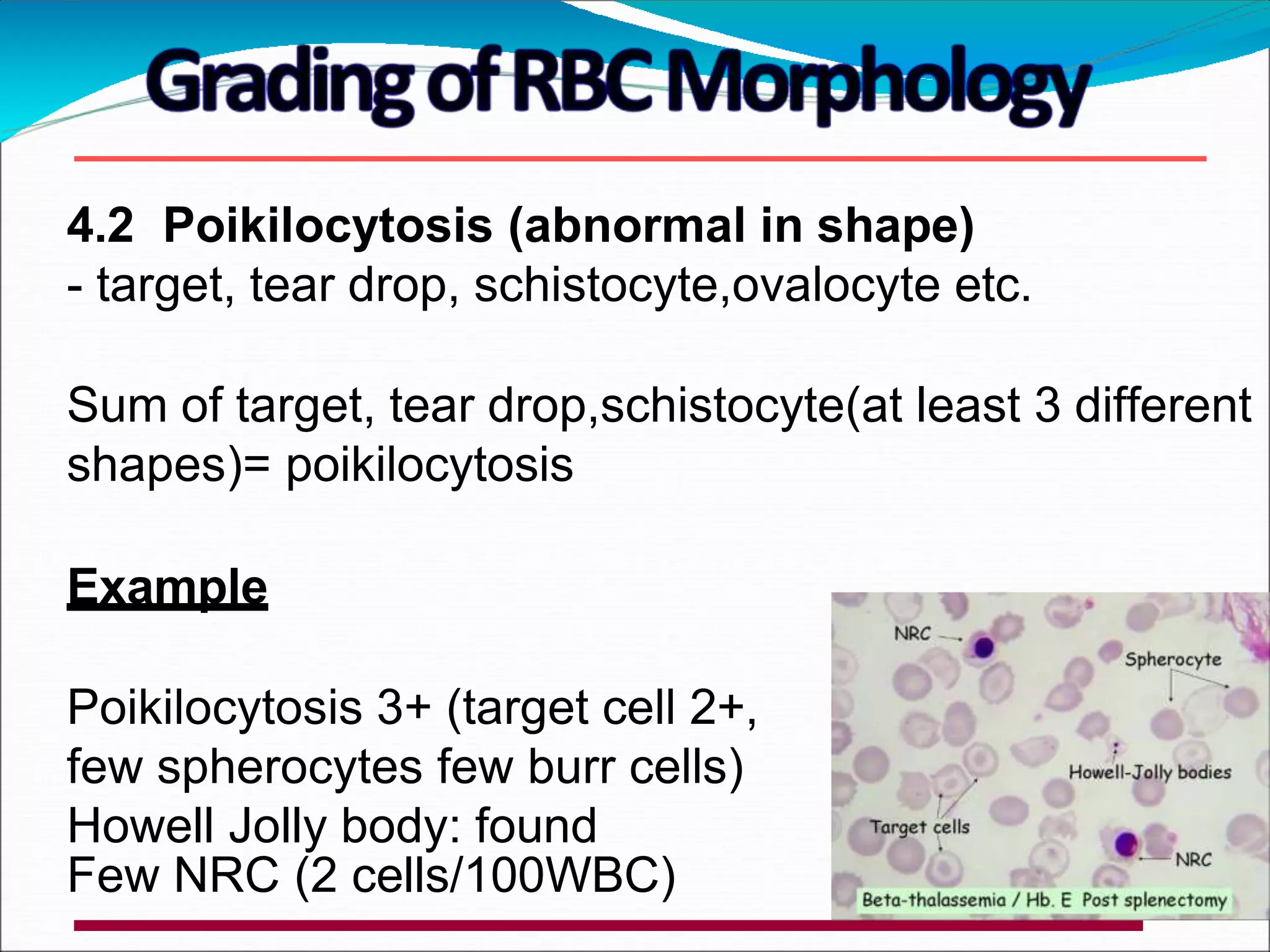 Blood smear examination 15.ppt.pptx