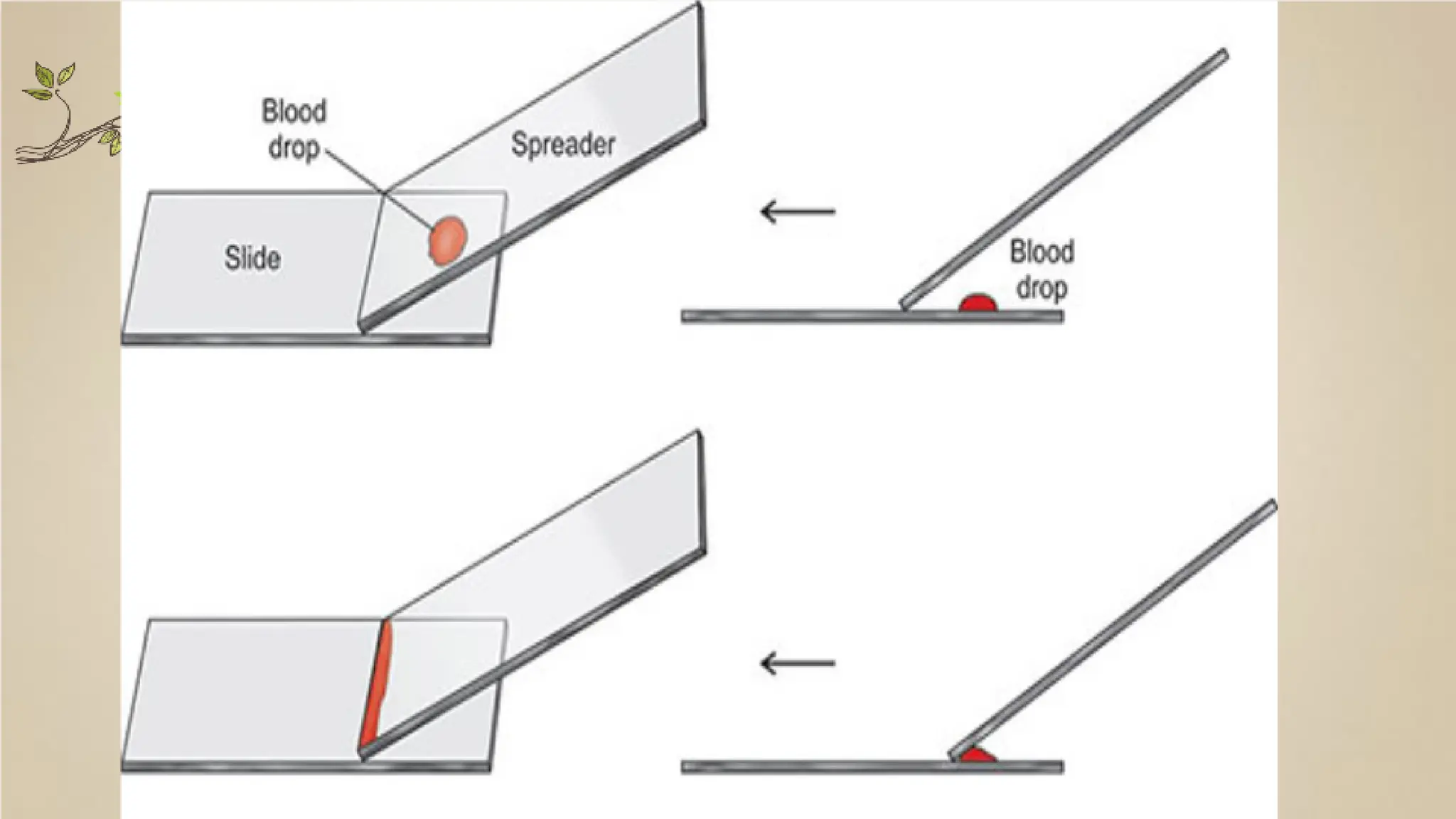 Blood Smear preparation.pdf