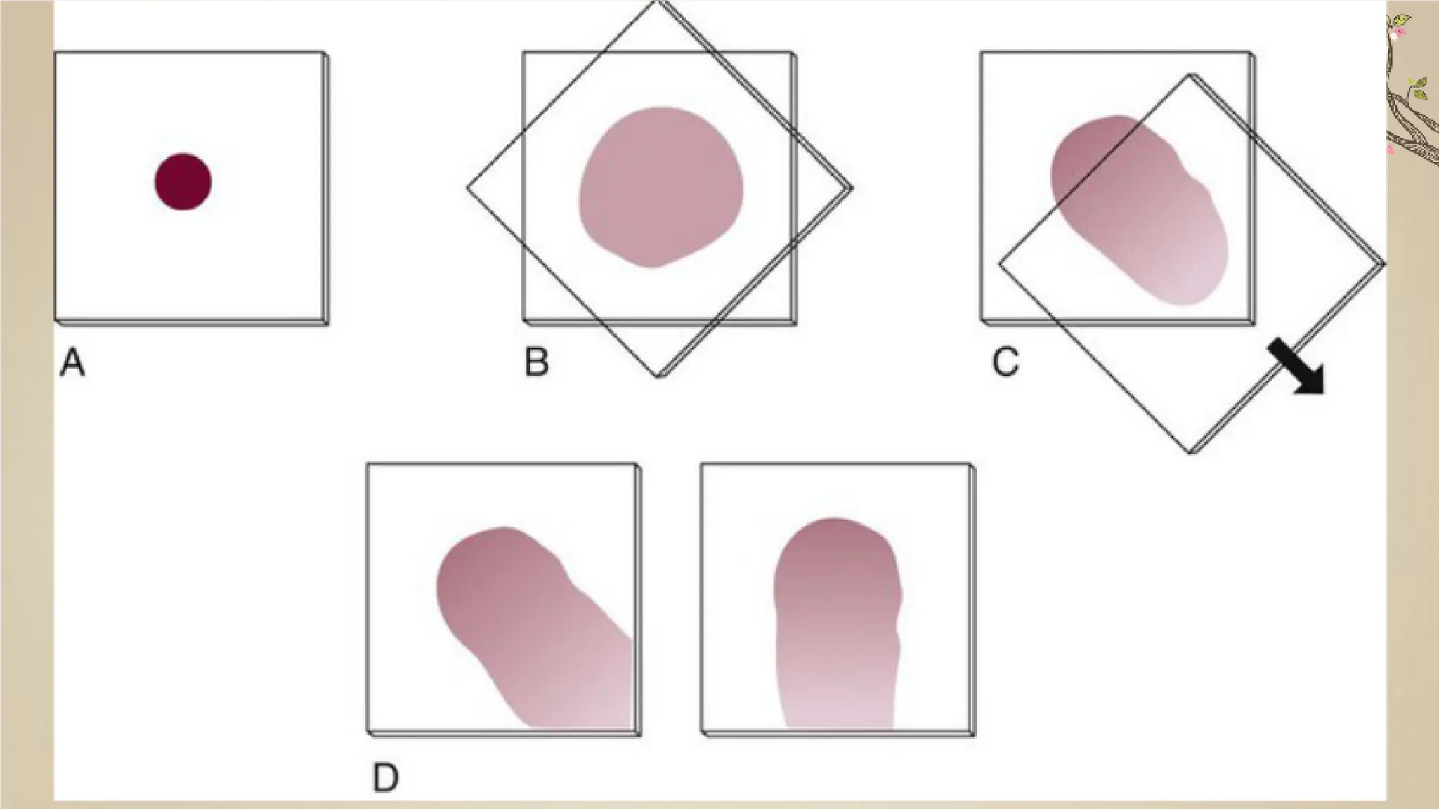 Blood Smear preparation.pdf