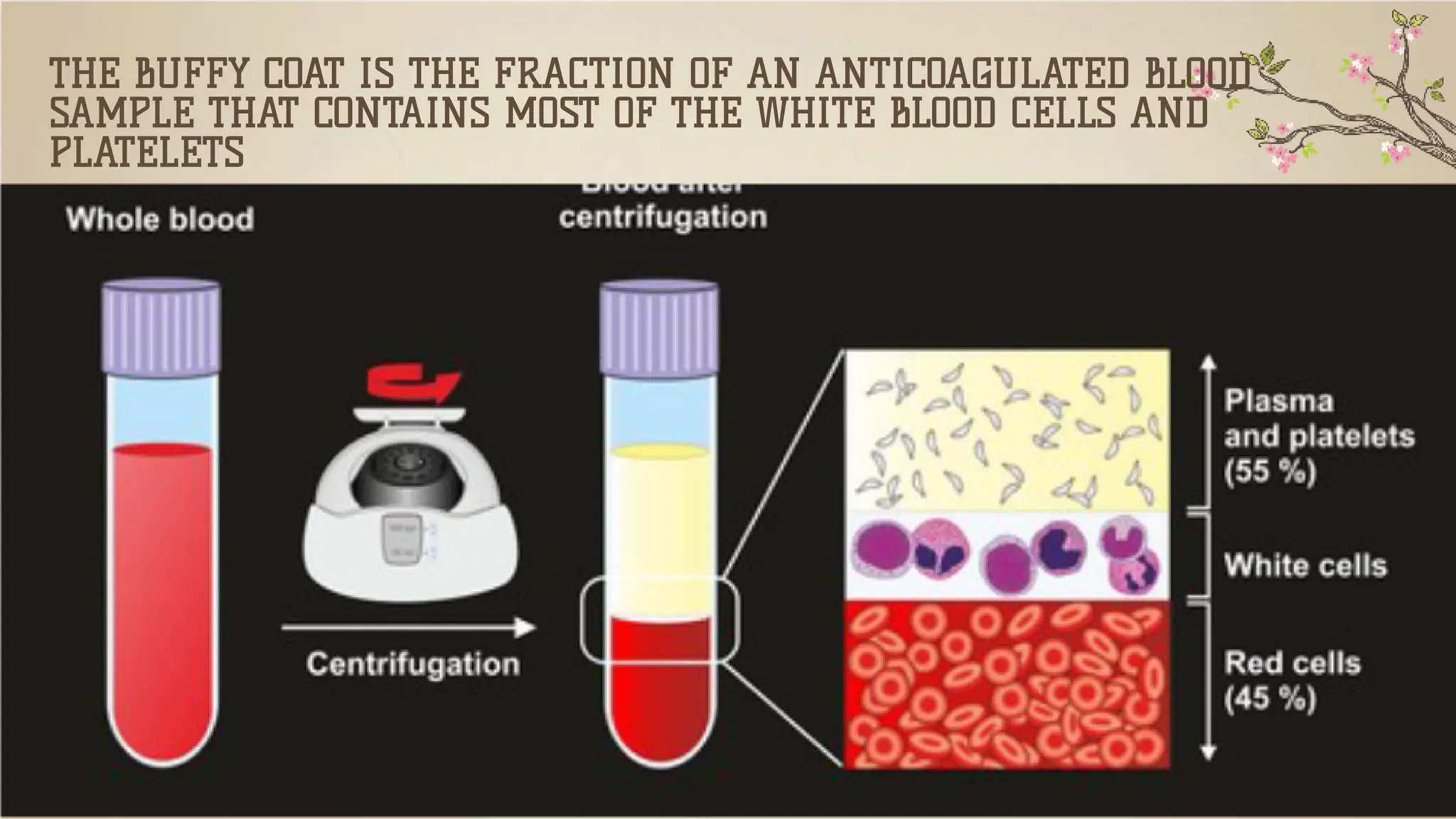 Blood Smear preparation.pdf