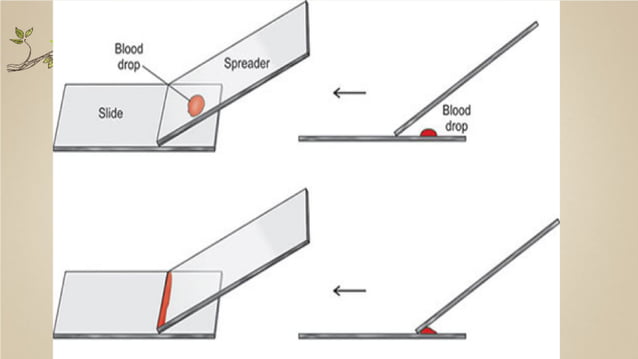 Blood Smear preparation.pdf