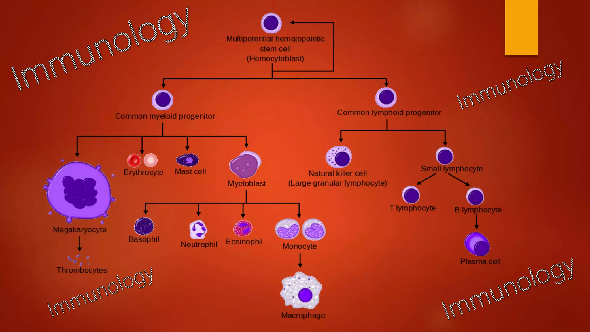 Blood smear preparation, fixation, staining. Veterinary Clinical ...