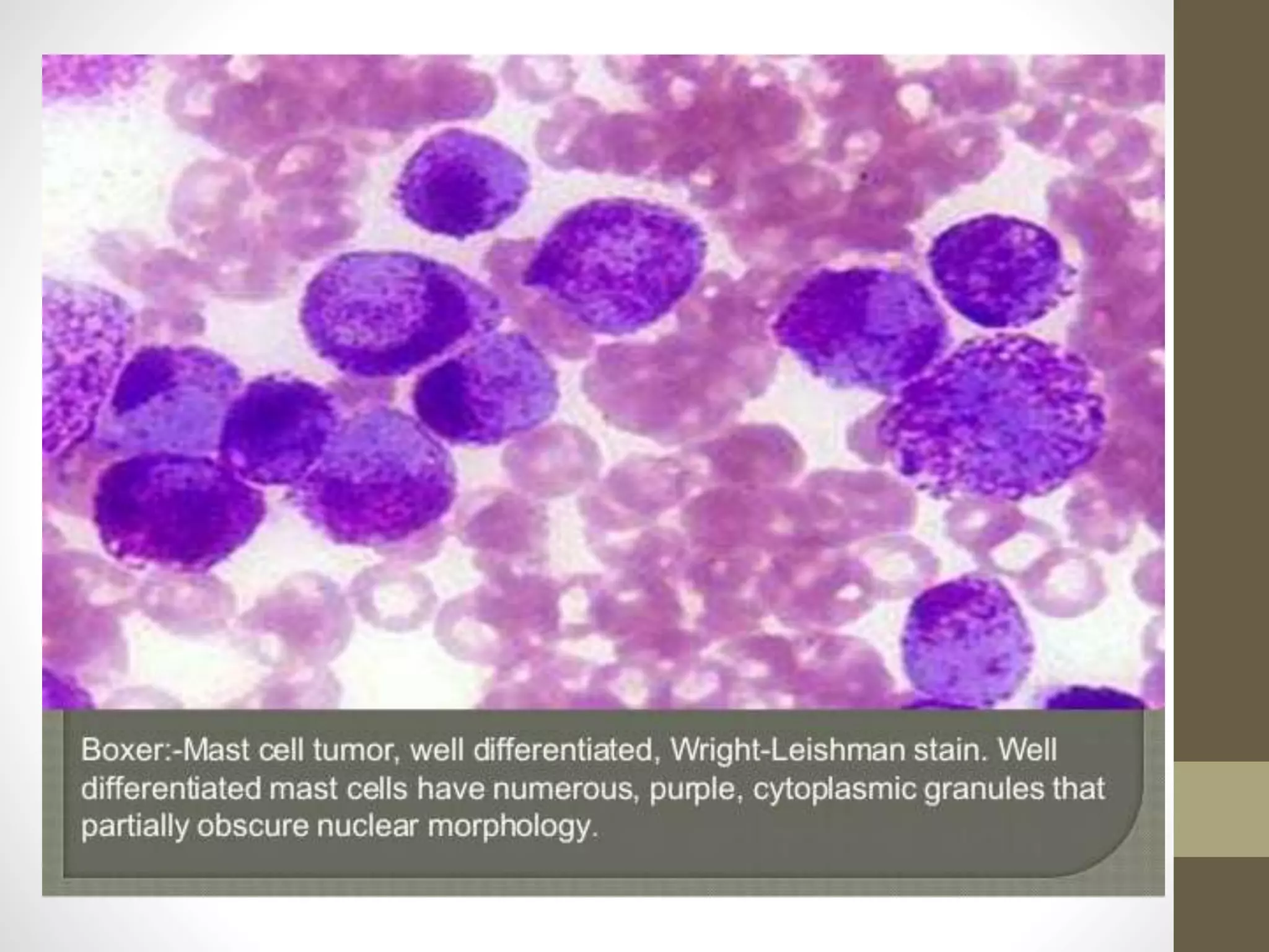 Blood smear staining | PPTX