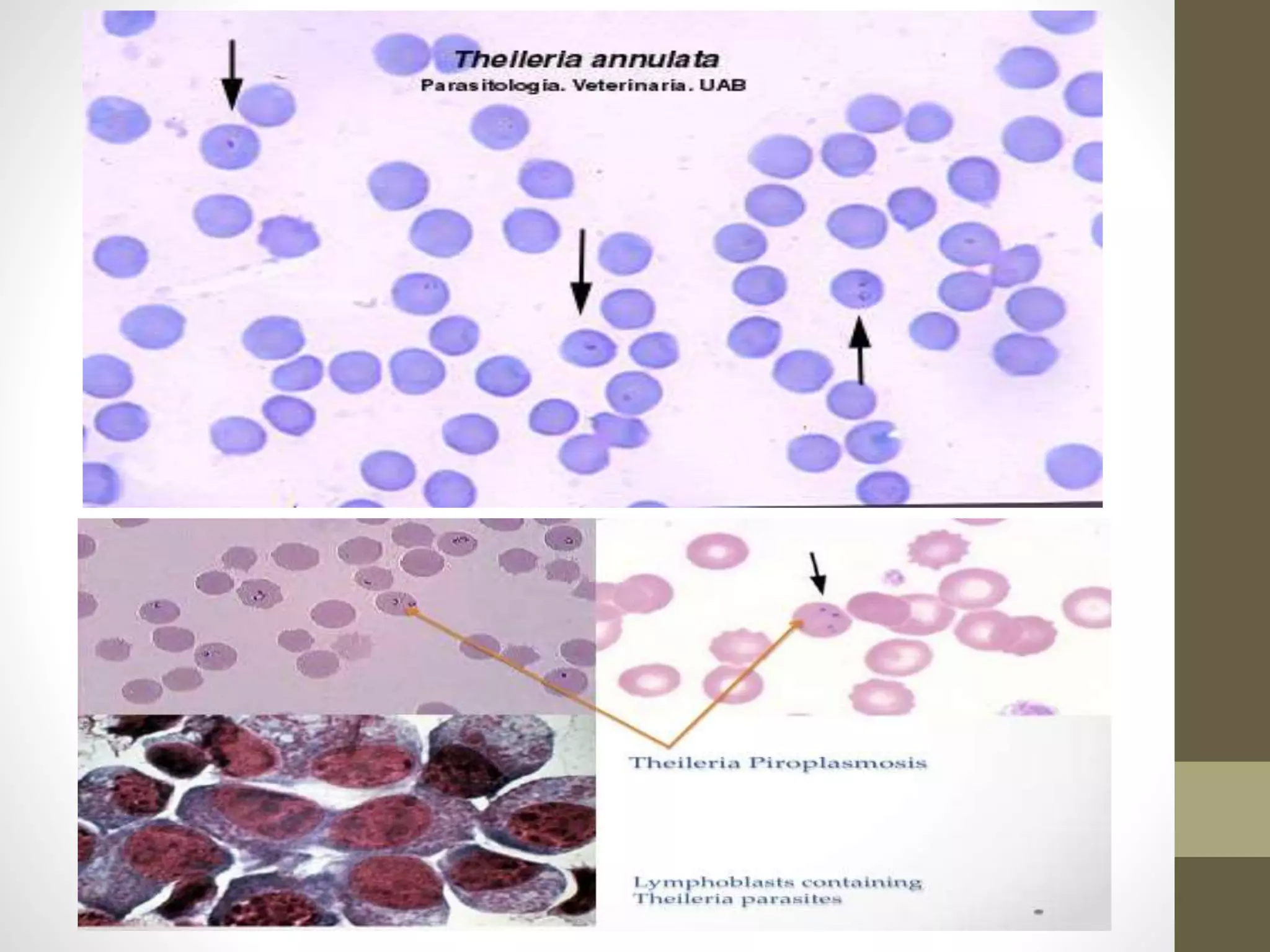 Blood smear staining | PPTX