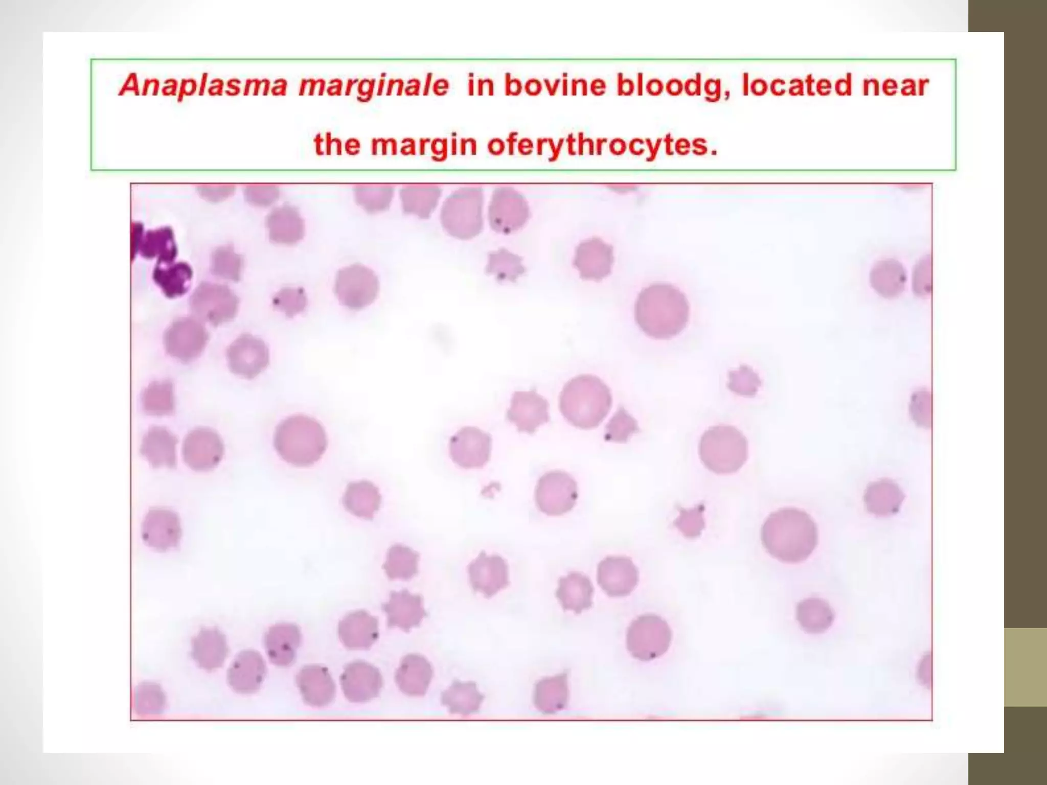 Blood smear staining | PPTX