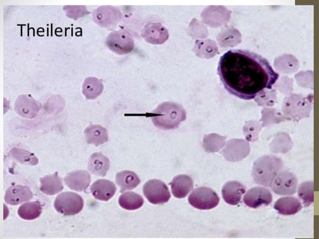 Blood smear staining | PPTX | Blood Disorders | Diseases and Conditions