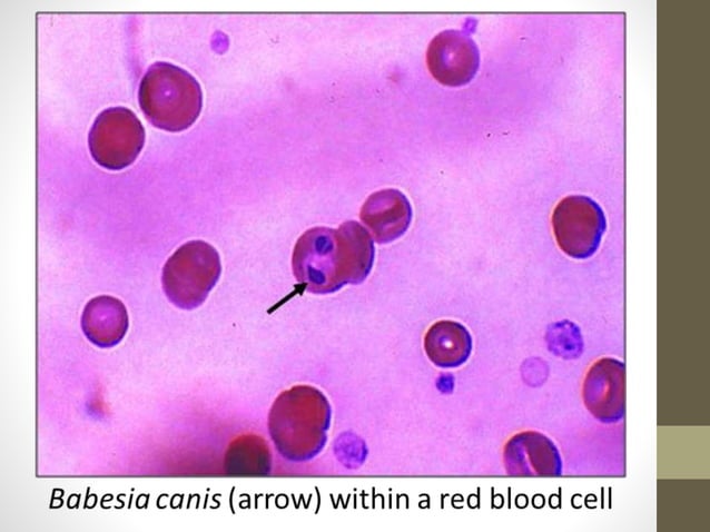 Blood smear staining | PPTX | Blood Disorders | Diseases and Conditions
